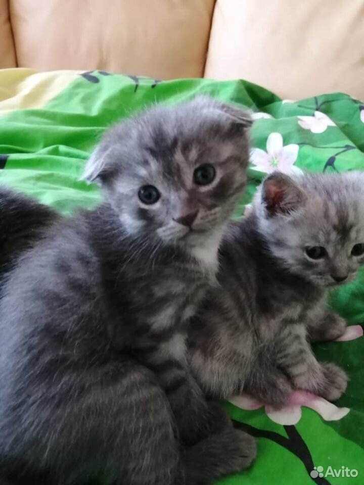 Шотландская