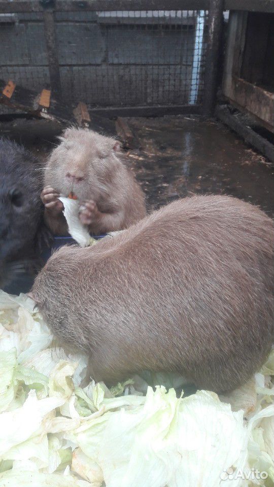 Самцы нутрии