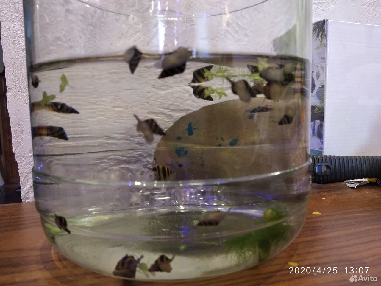 Обмен Улитки Хелена, креветки Вишни, роголистник