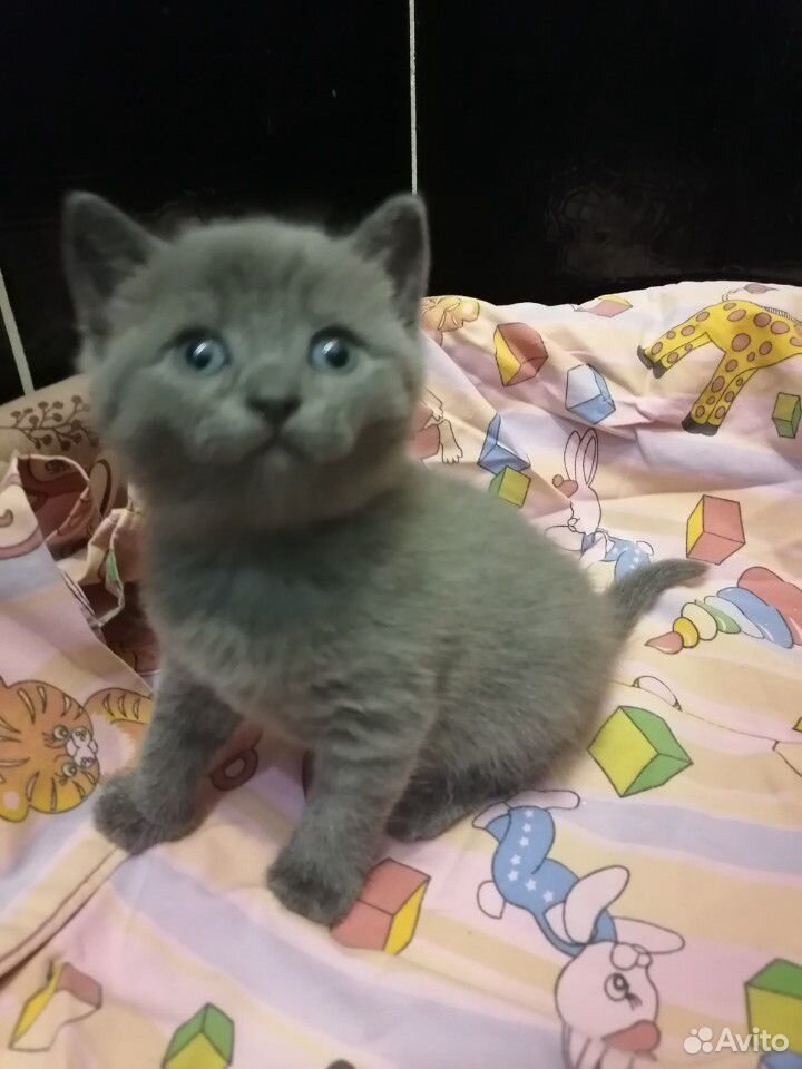 Британская