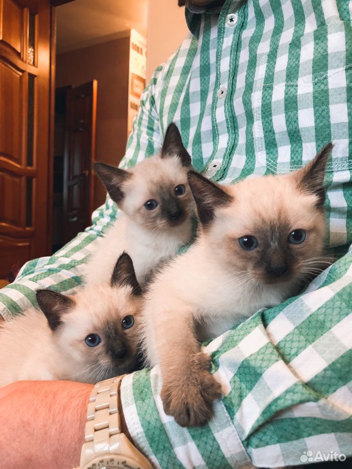 Котята меконгский бобтейл