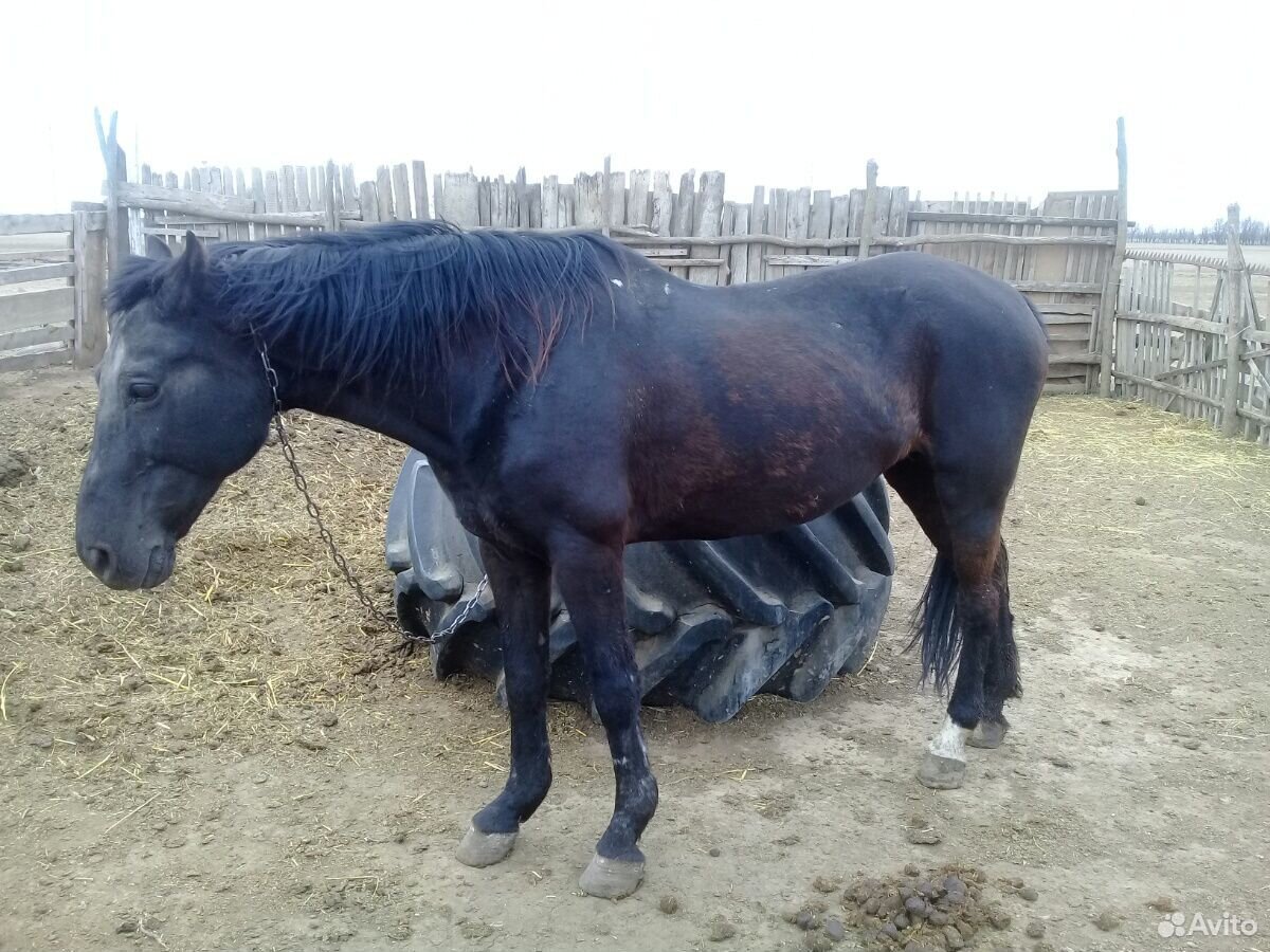 Продаётся рабочая лошадь лошадь