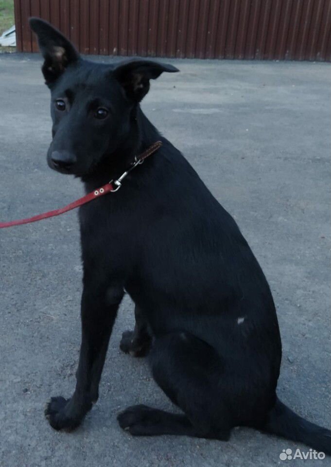 Щенок подросток Мишель