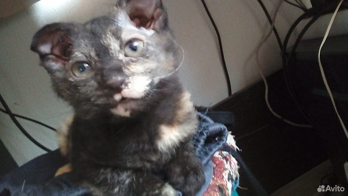 Продам котят