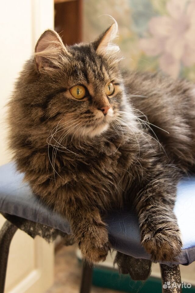 Котенок Марта