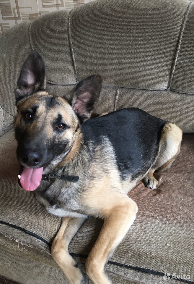 Щенок Милан в добрые руки