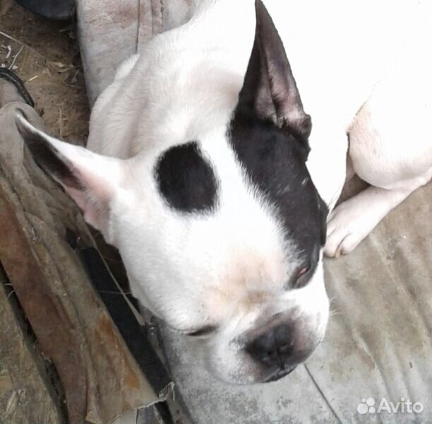 Французский бульдог