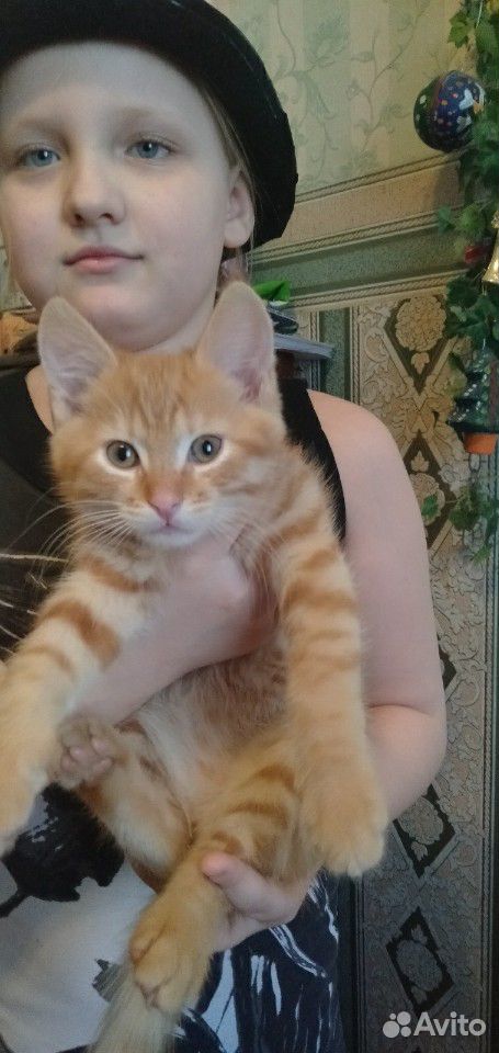 Котик рыжик 2,5 месяца