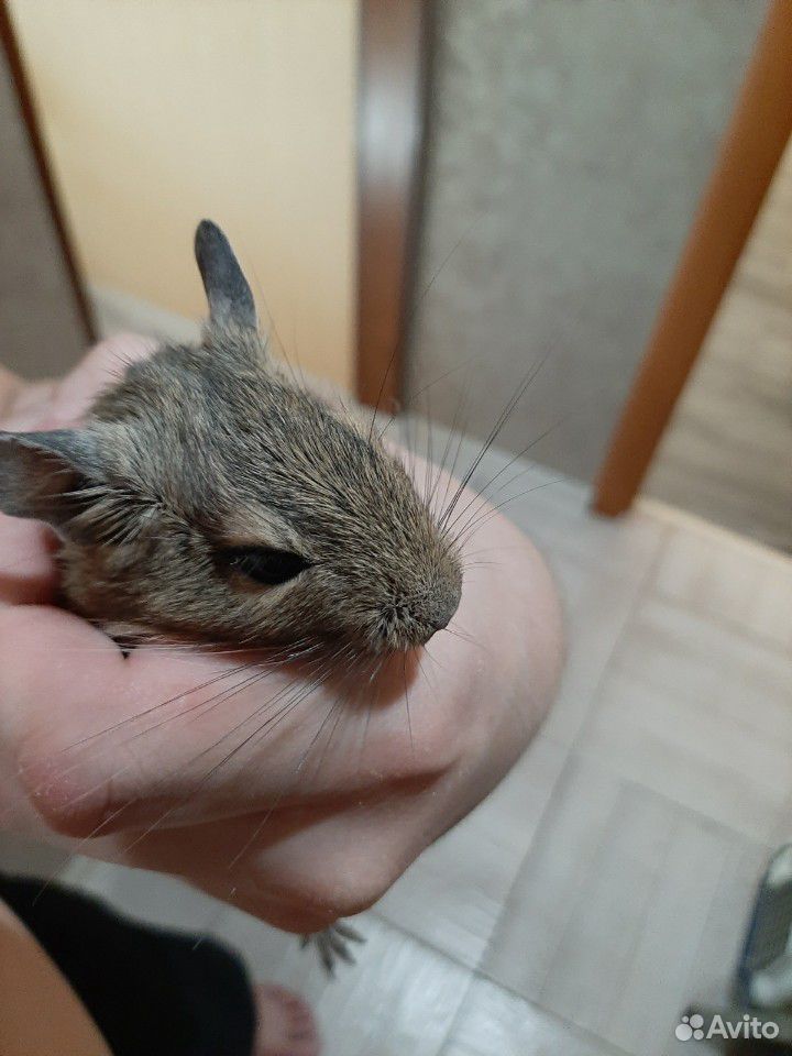 Чилийская белка Дегу