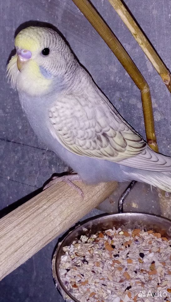 Серый, желтолицый попугайчик, птенчик