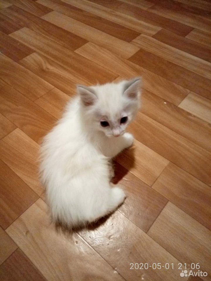 Котенок мальчик