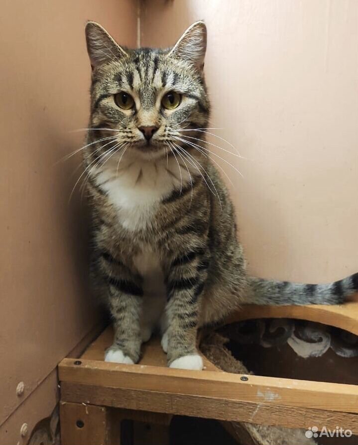 Милая кошечка