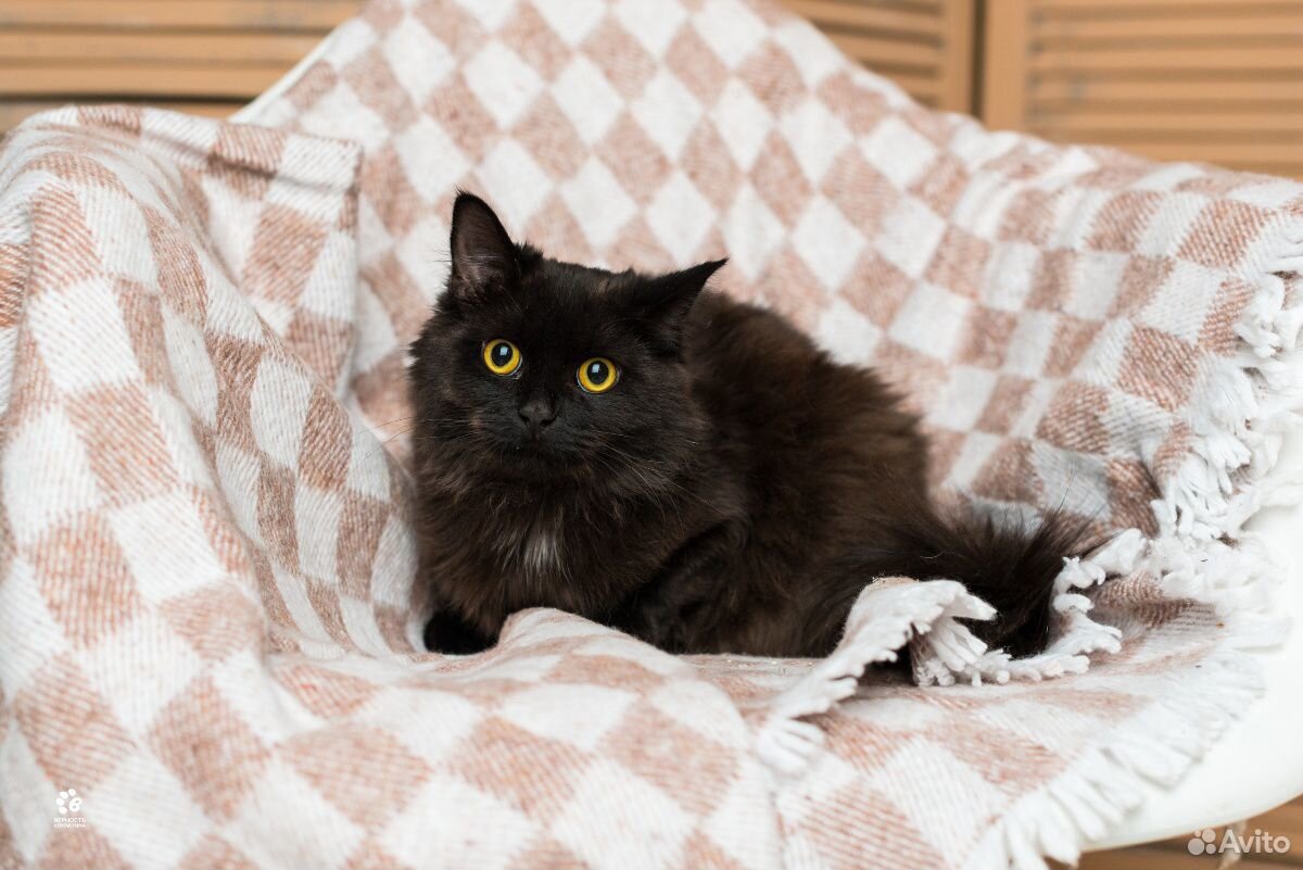 Котик 1 год