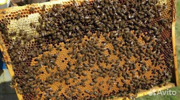 Пчелосемьи дадан