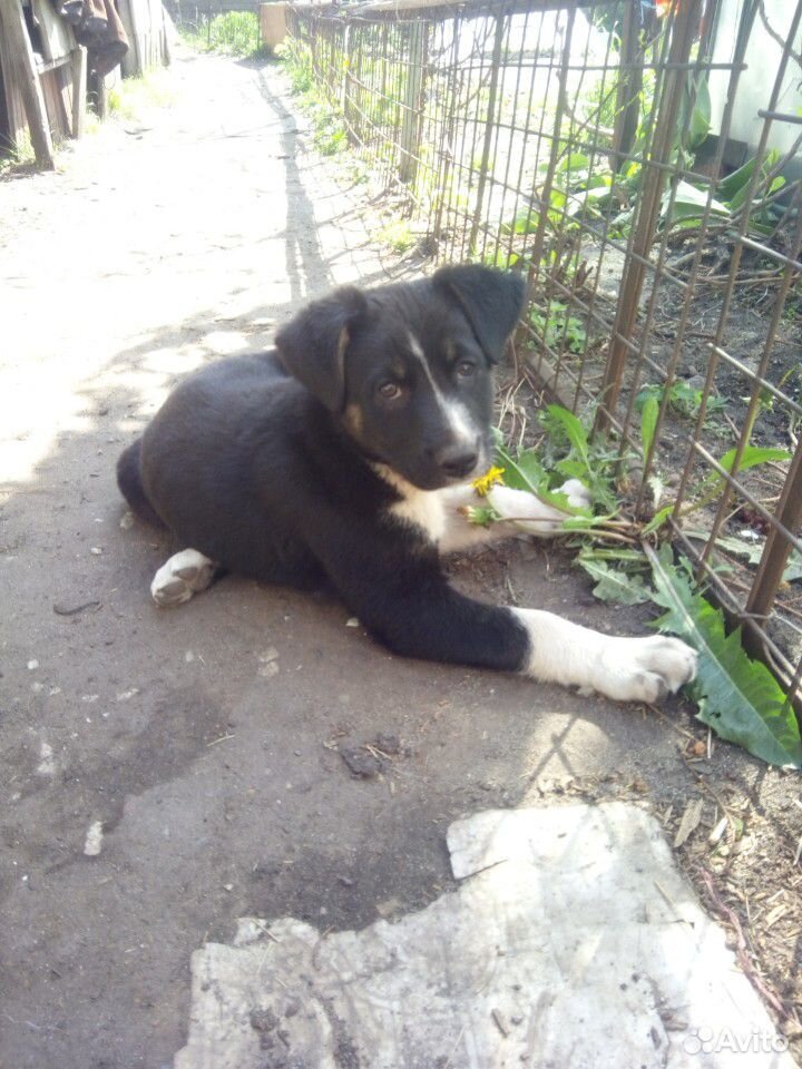 Щенок-девочка ищет хозяина