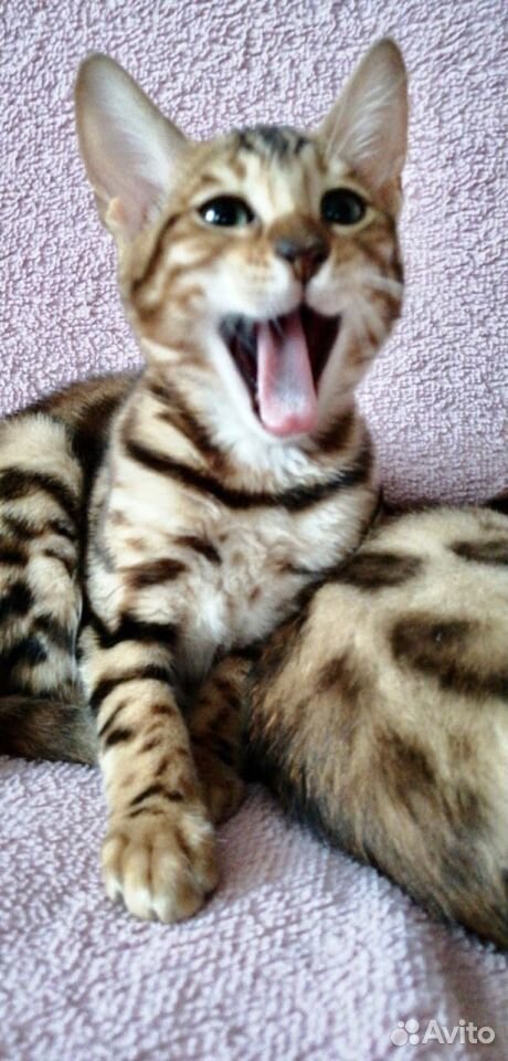 Бенгальская