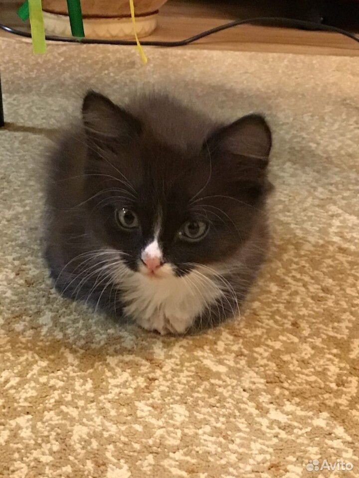 Котёнок 1-1.5