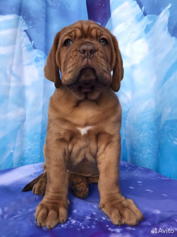 Бордовский дог