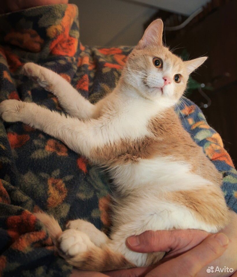 Кошка Лисенок 8-9 мес