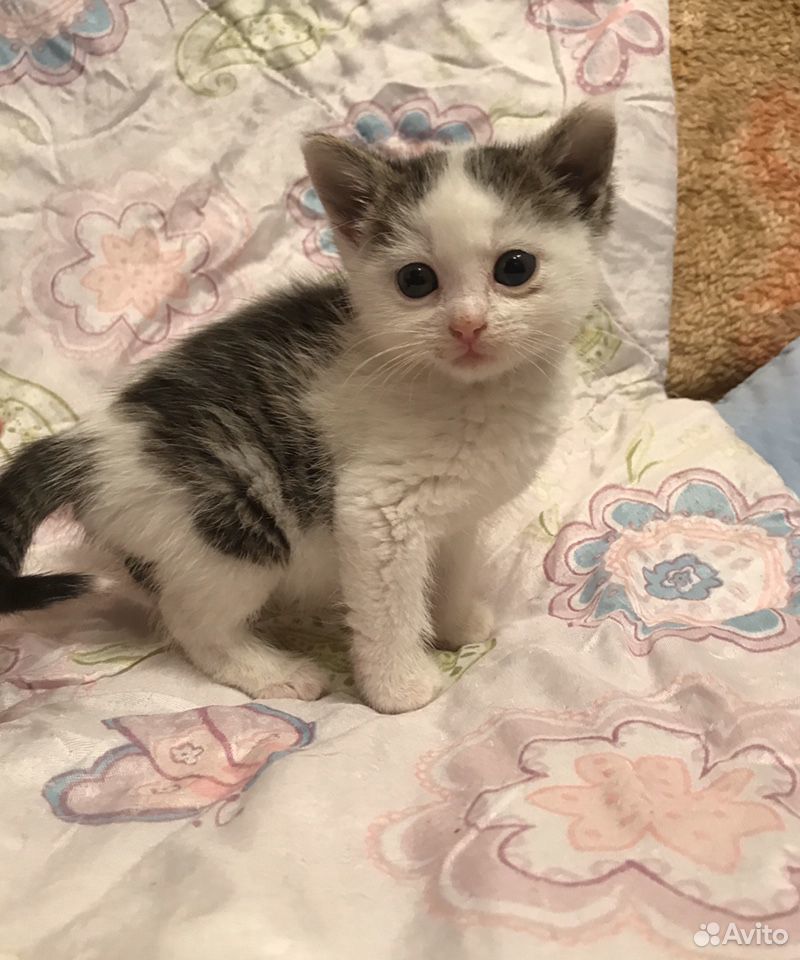 В поисках самых любящих хозяев котёнок Белла