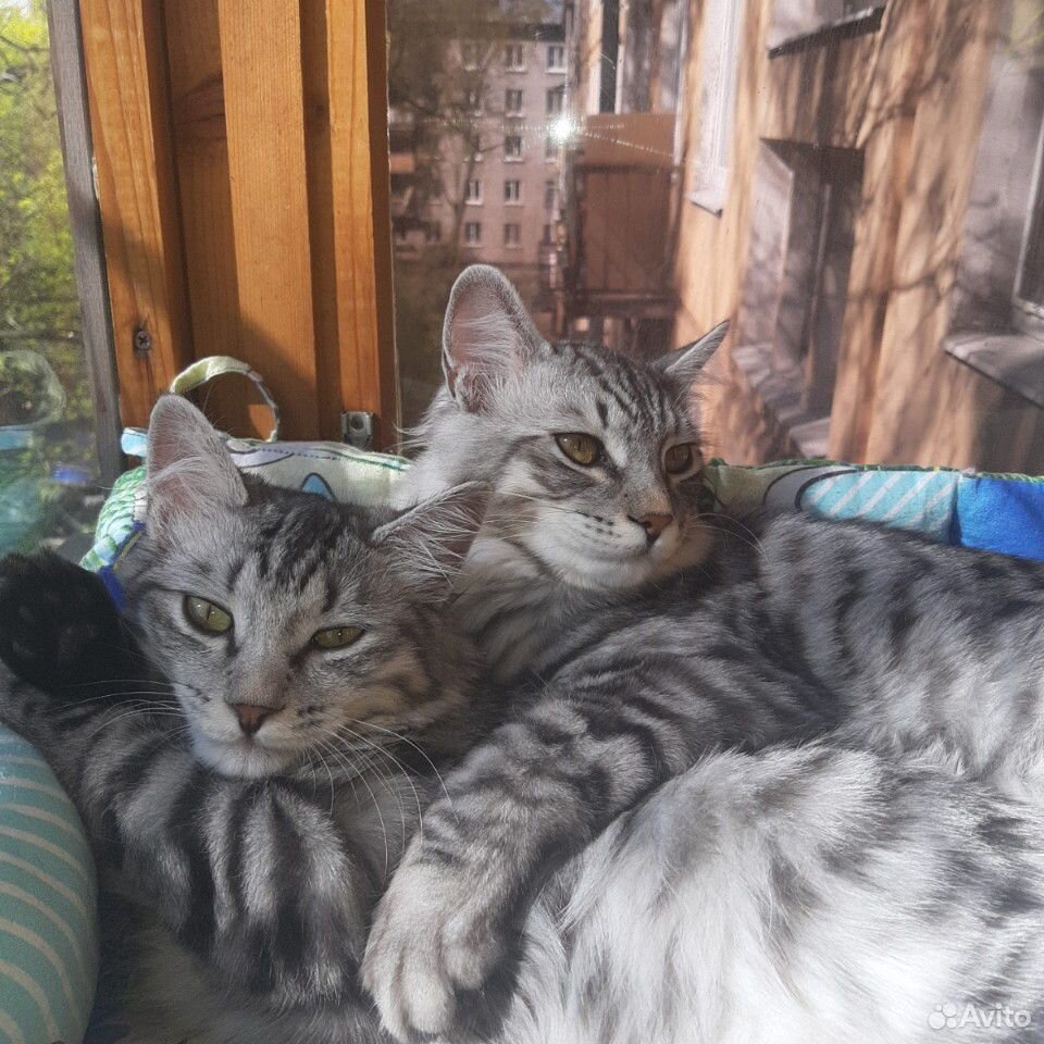 Кошечка курильский бобтейл