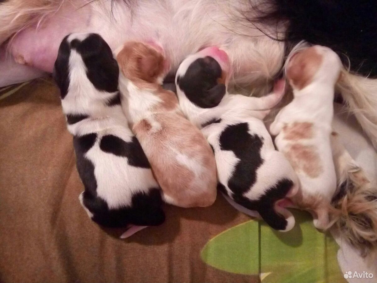 Щеночки Кавалер Кинг Чарльз Спаниель. Бронь