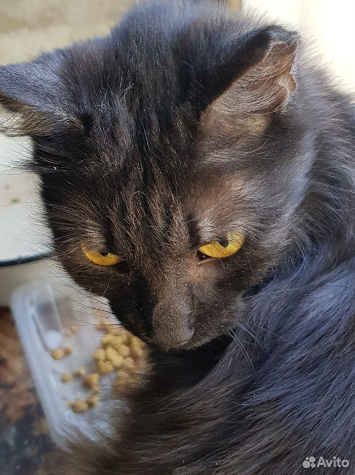 Кошка, похожая на лемура