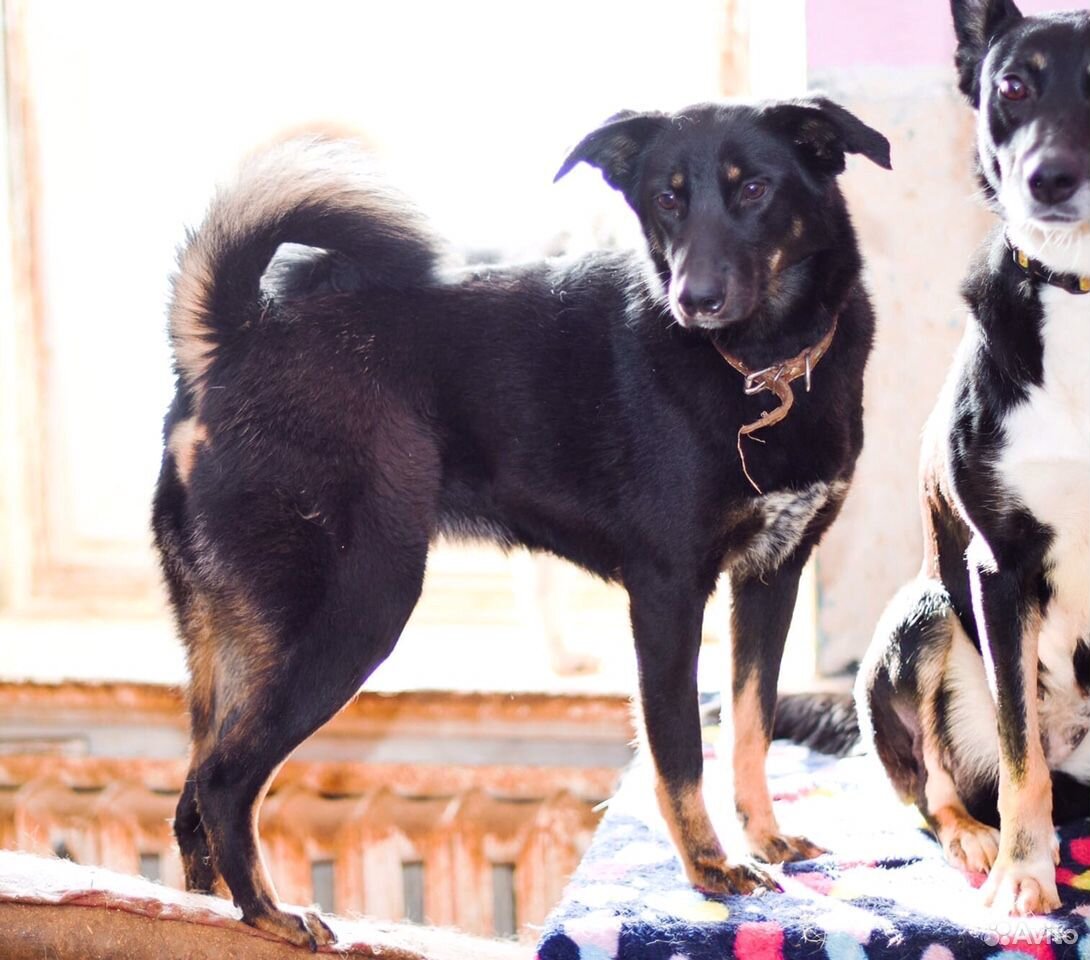 Собака Белка