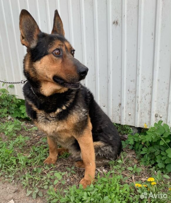 Пес Мухтар ищет дом