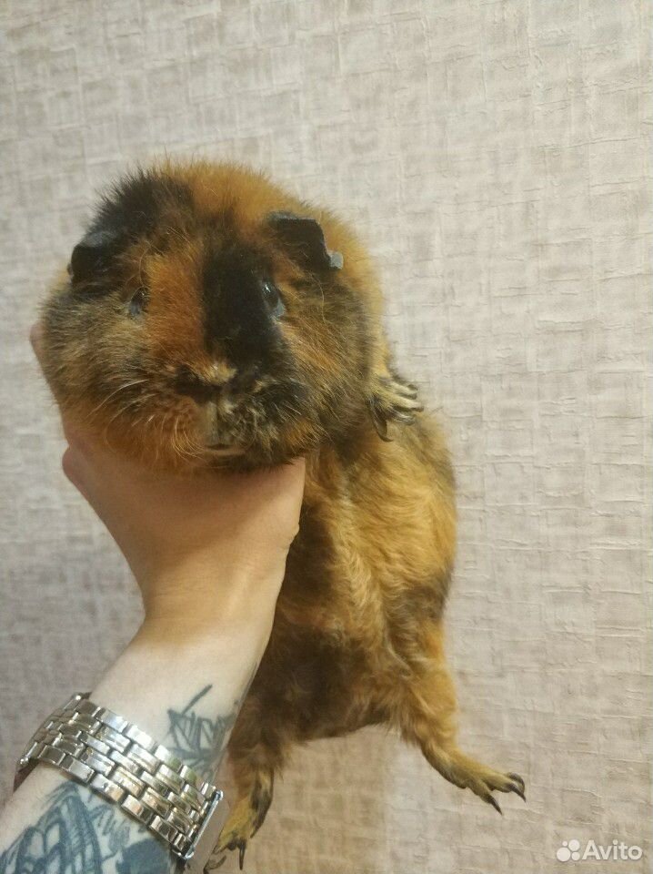 Морская свинка