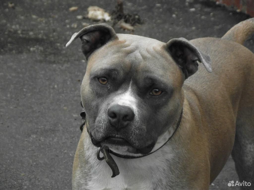 Стафорд в хорошие руки