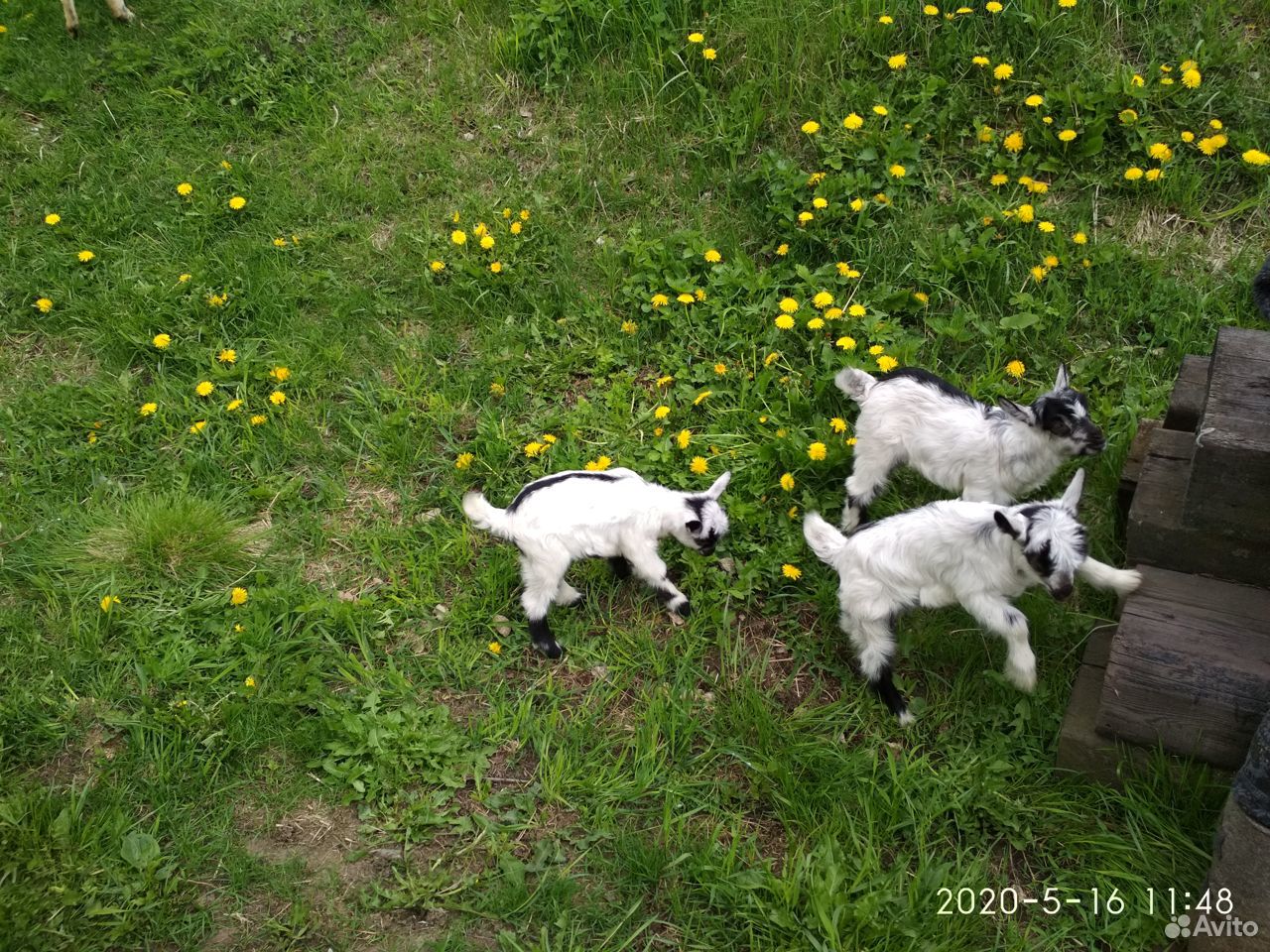 Продаю коз и козлят