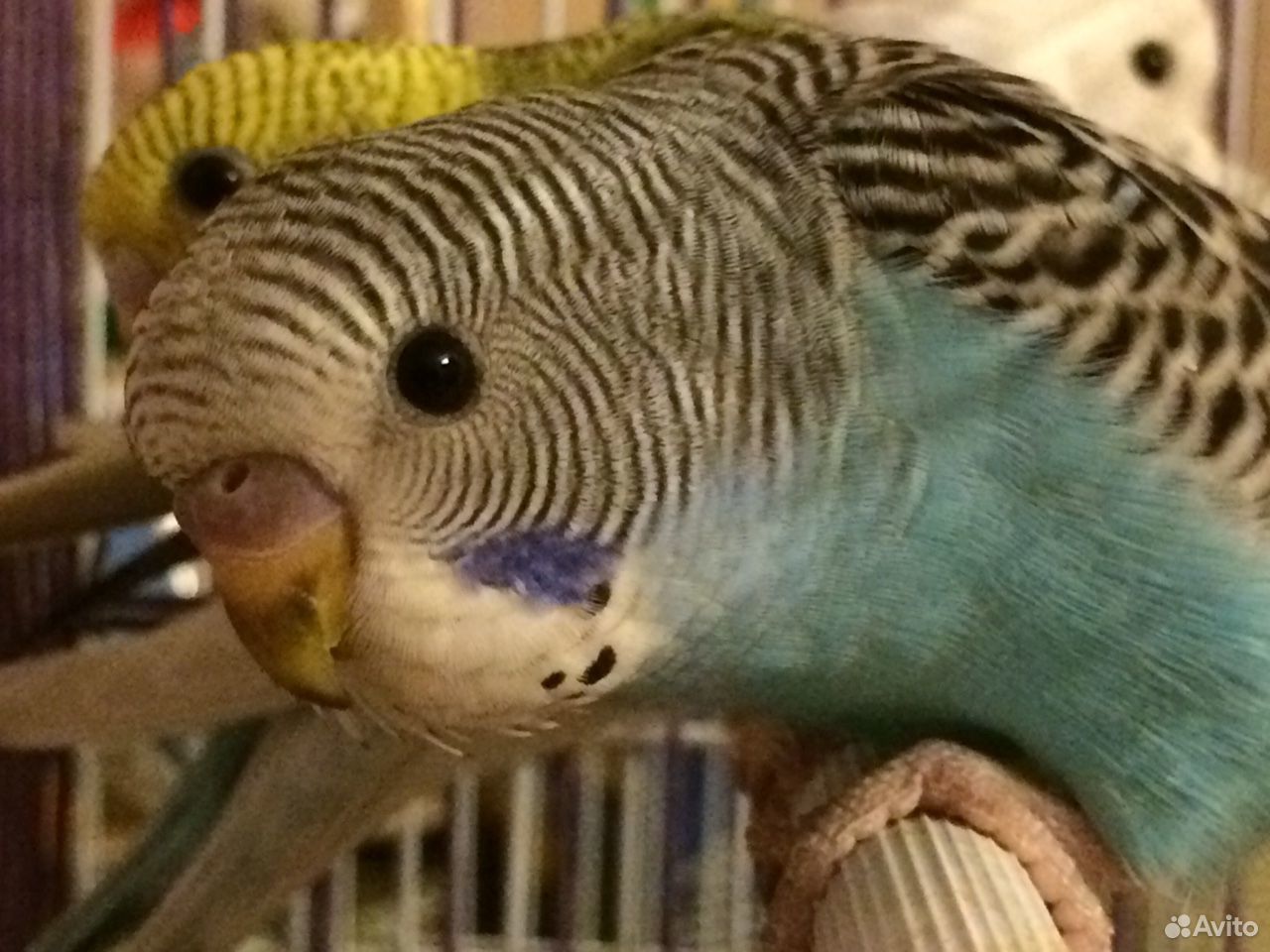 Попугайчики волнистики птенцы