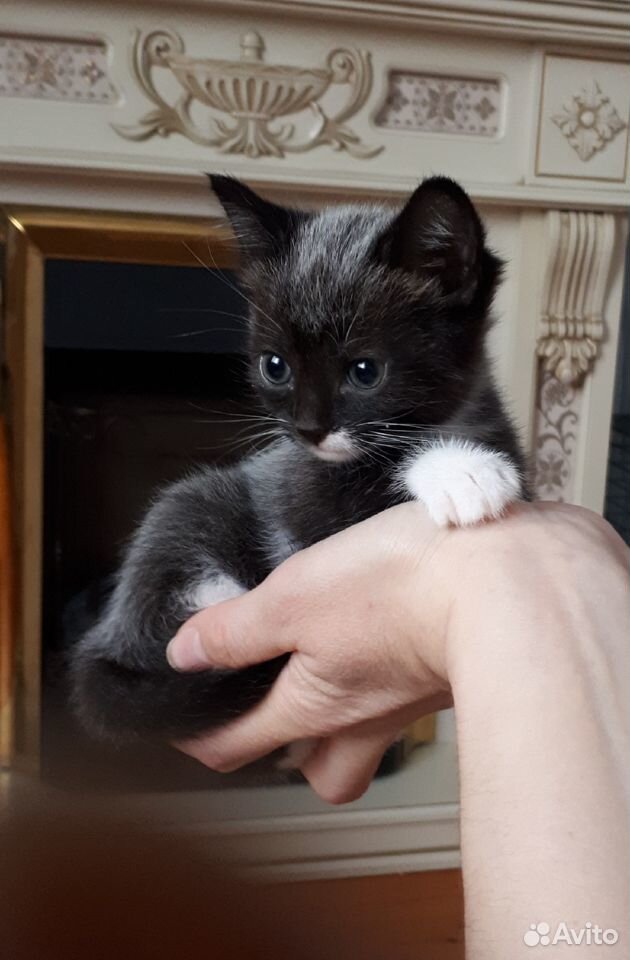 Котята очень ждут мам/пап