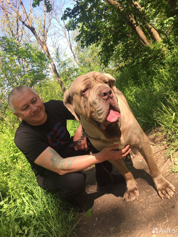 Мастино неаполитано