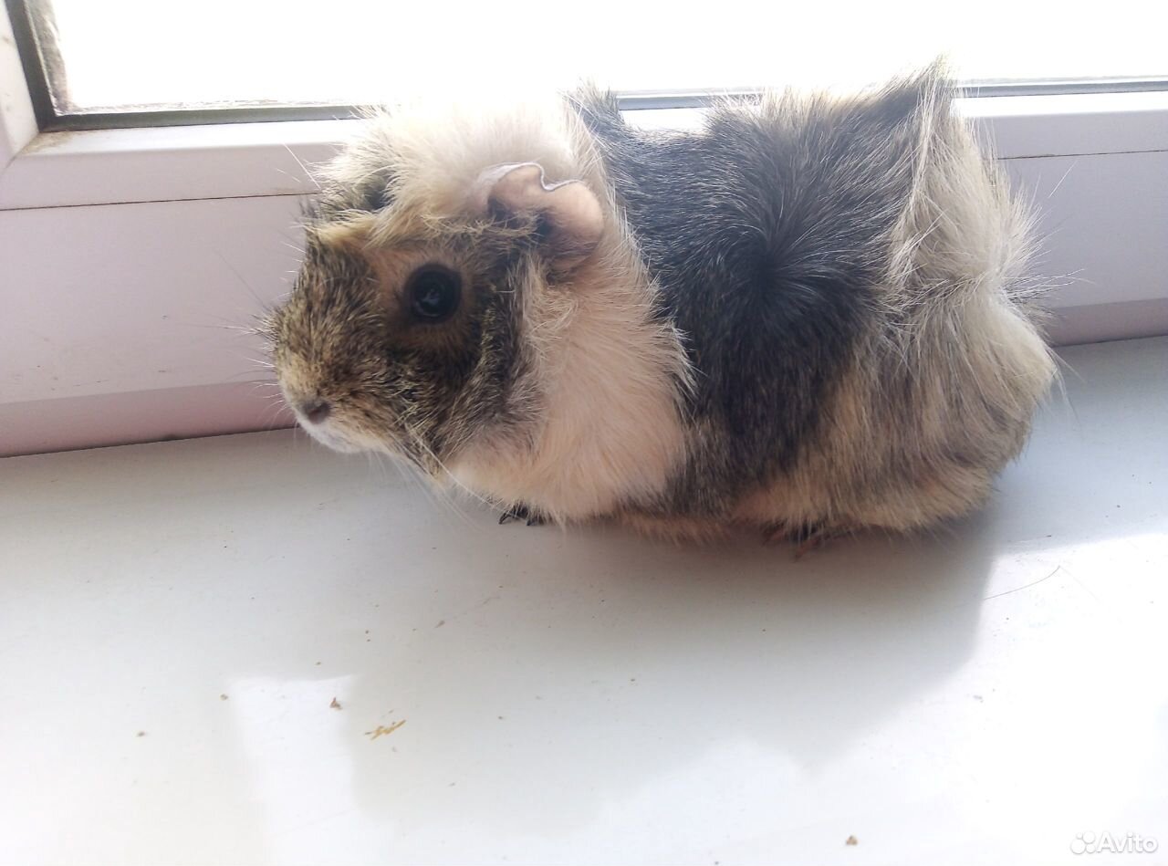 Морские свинки. Две самки