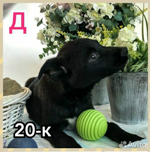 Щенок девочка 3.5 месяца