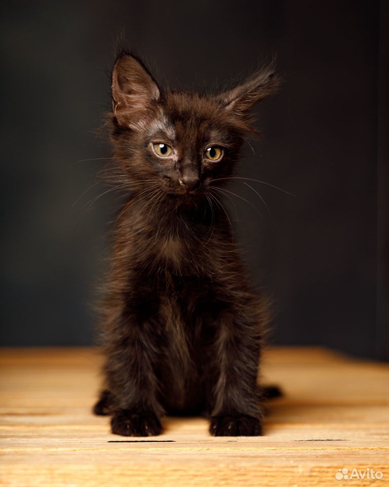 Котенок мальчик, возраст 1 мес