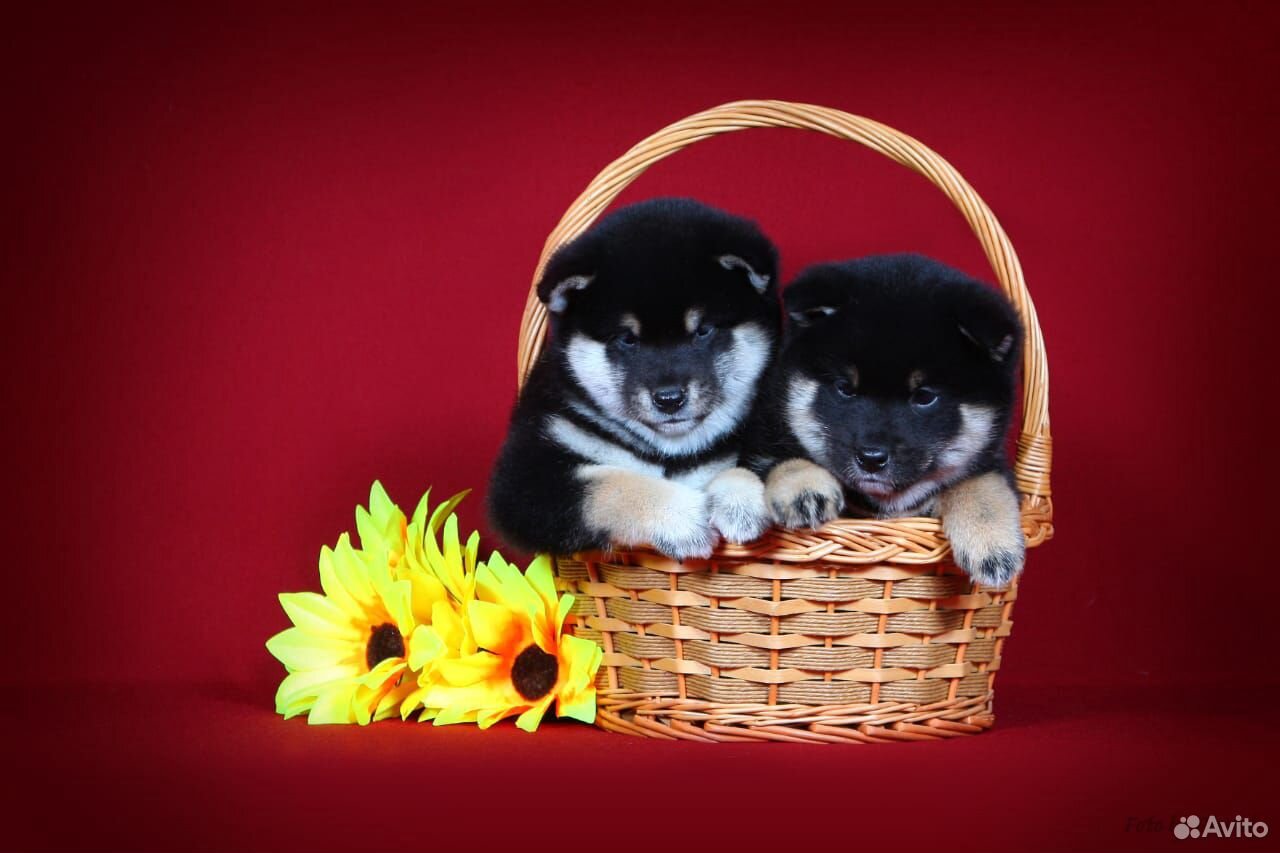 Сибы малыши и малышки