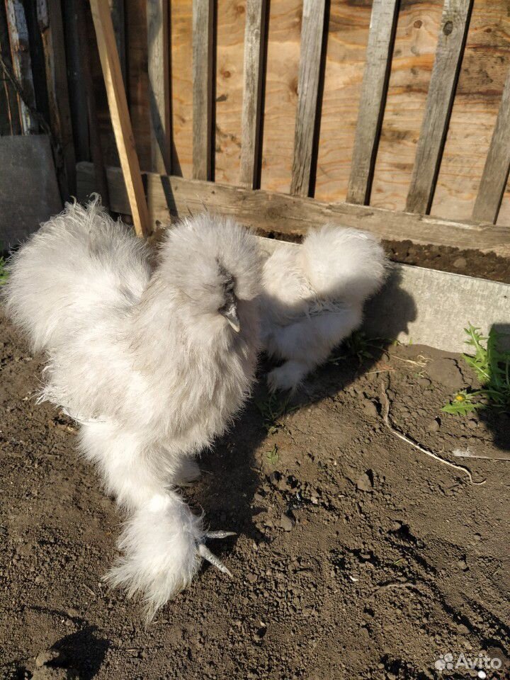 Китайский шелковый абориген