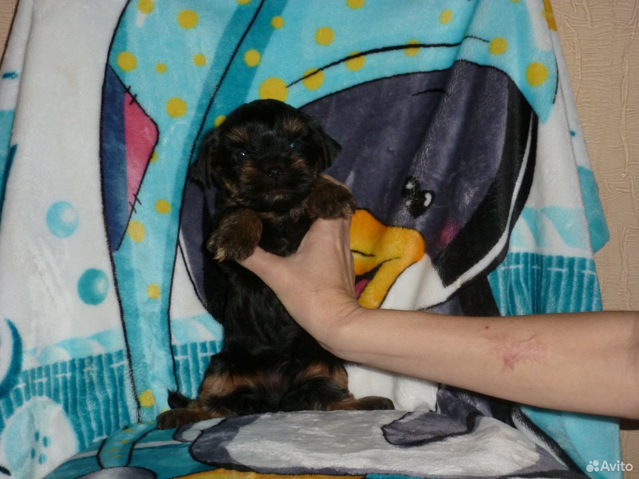 Бивер Йорк+Йорк