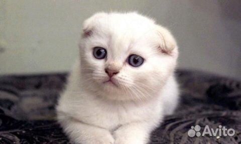 Шотландская фолд