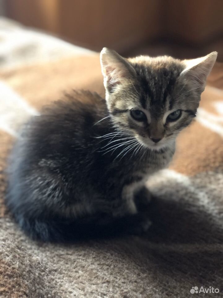 Кошка