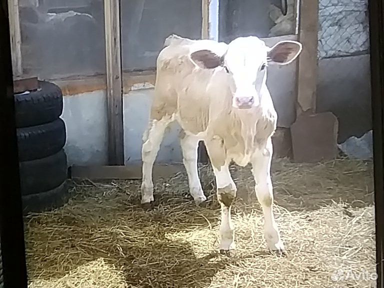 Бычок и телочка