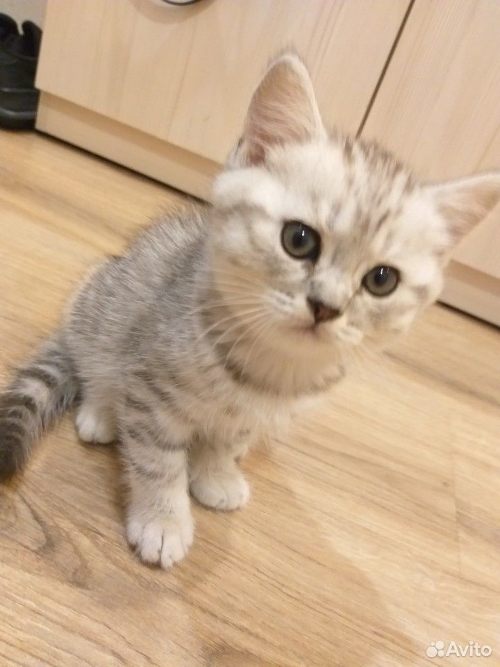 Шотландский