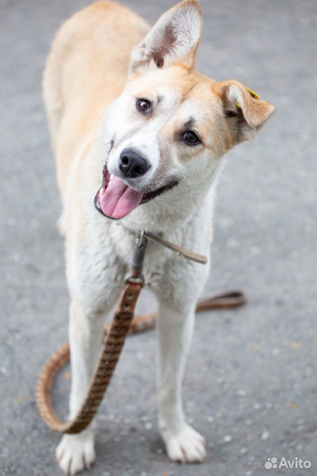 Собака-подросток Дынька в добрые руки