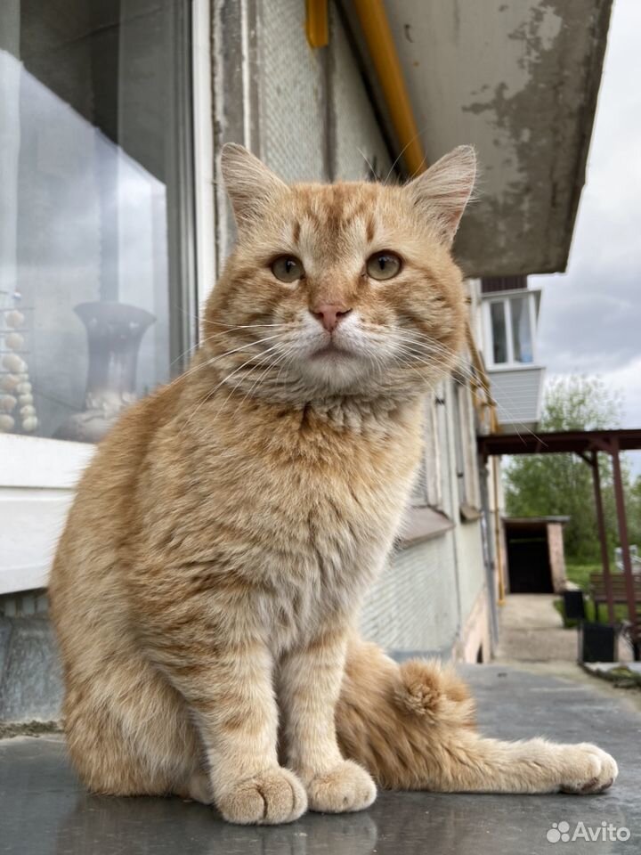 Милый котик в заботливые руки