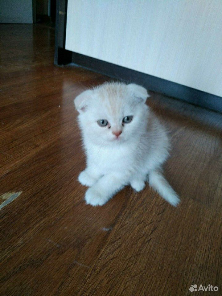 Шотландская