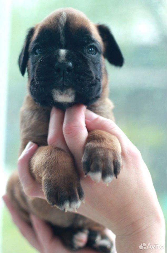 Боксер рыжий мальчик