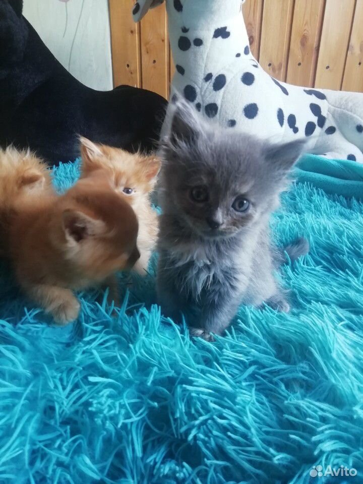 Котята